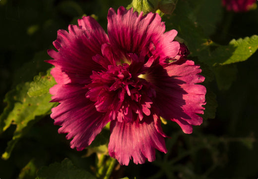 Stokrose MINI 'Queeny Purple' (Alcea rosea) – såning og pasning – biblomst