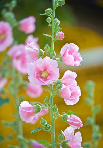 Så- og pasningsvejledning for Stokroser – Althaea rosea – biblomst