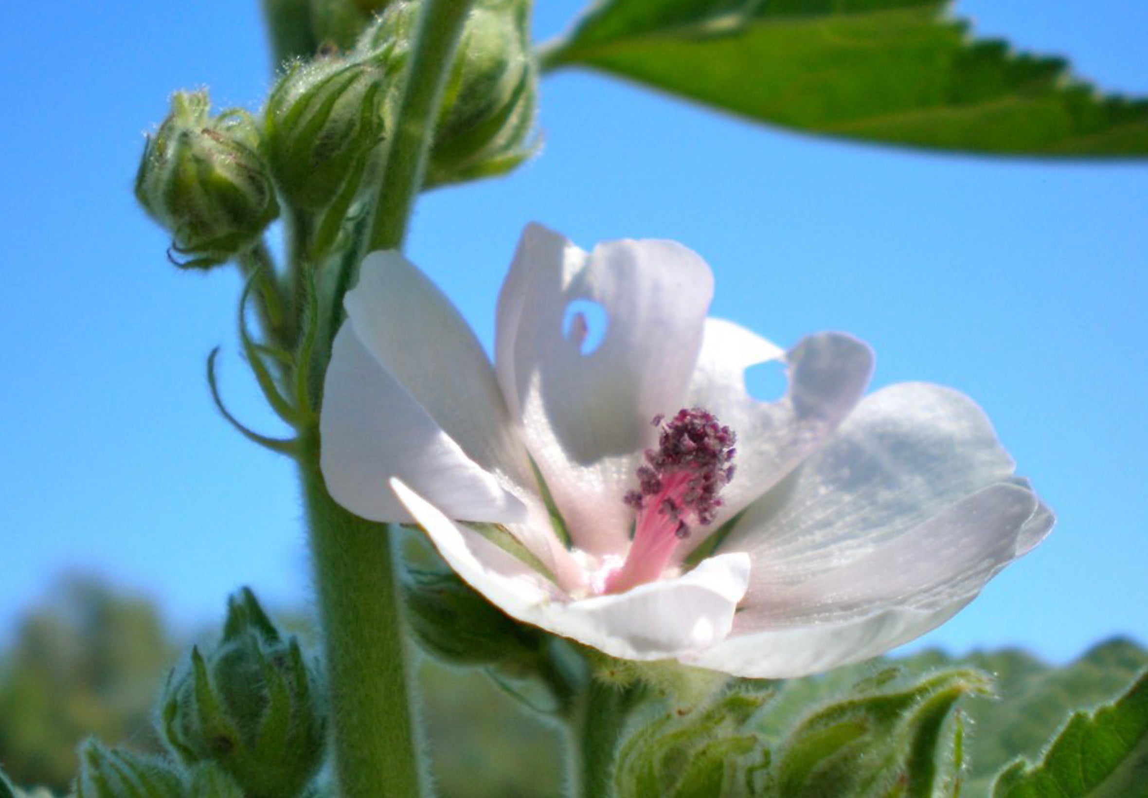 Stokroser (Alcea rosea) – såning og pasning – biblomst
