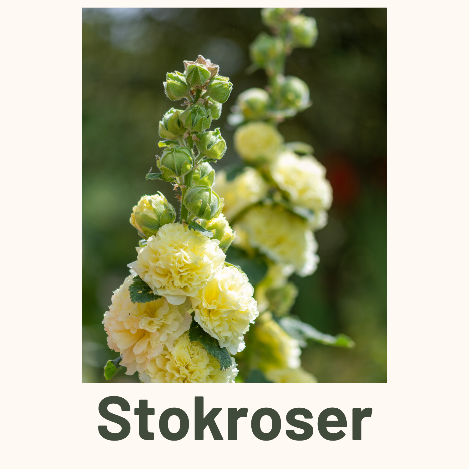 Stokroser – biblomst