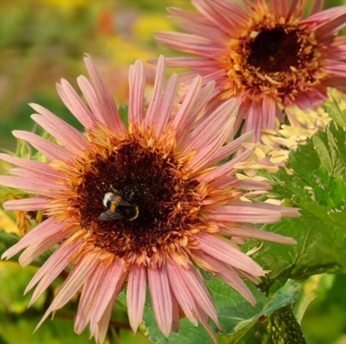Solsikke "Astra Rose" - Helianthus annuus – biblomst