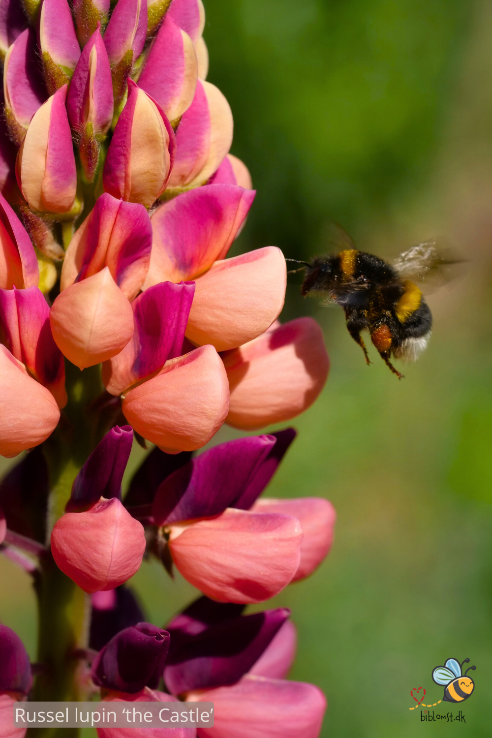 Russel Lupin 'The Castle' Lupinus polyphyllus – biblomst