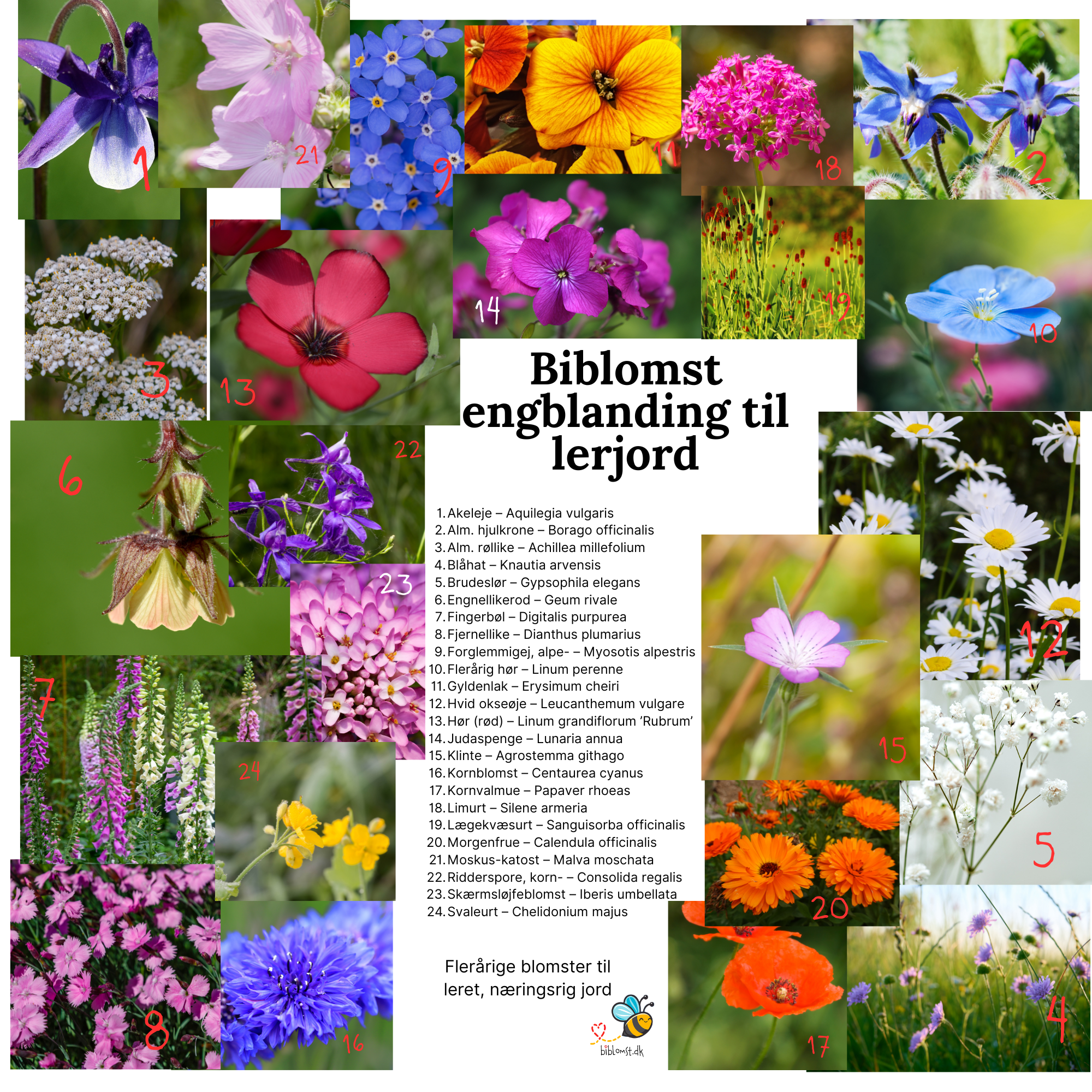 Biblomst Engblanding til Lerjord Frø - Blomstereng | biblomst.dk