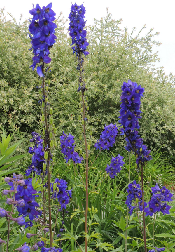 Blå Ridderspore 'King Arthur' - delphinium cultorum – biblomst