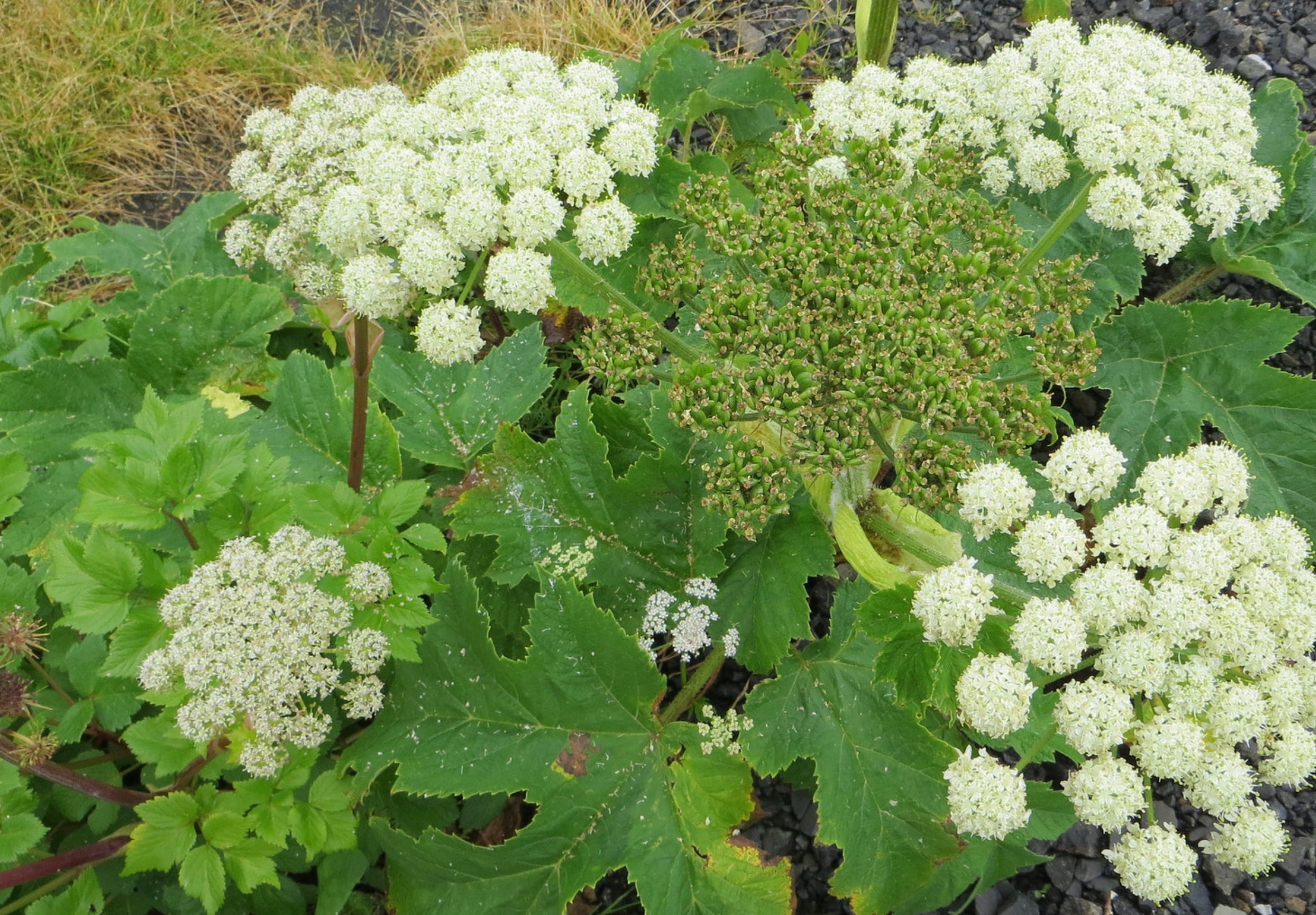 Kvan - Archangelica angelica – biblomst