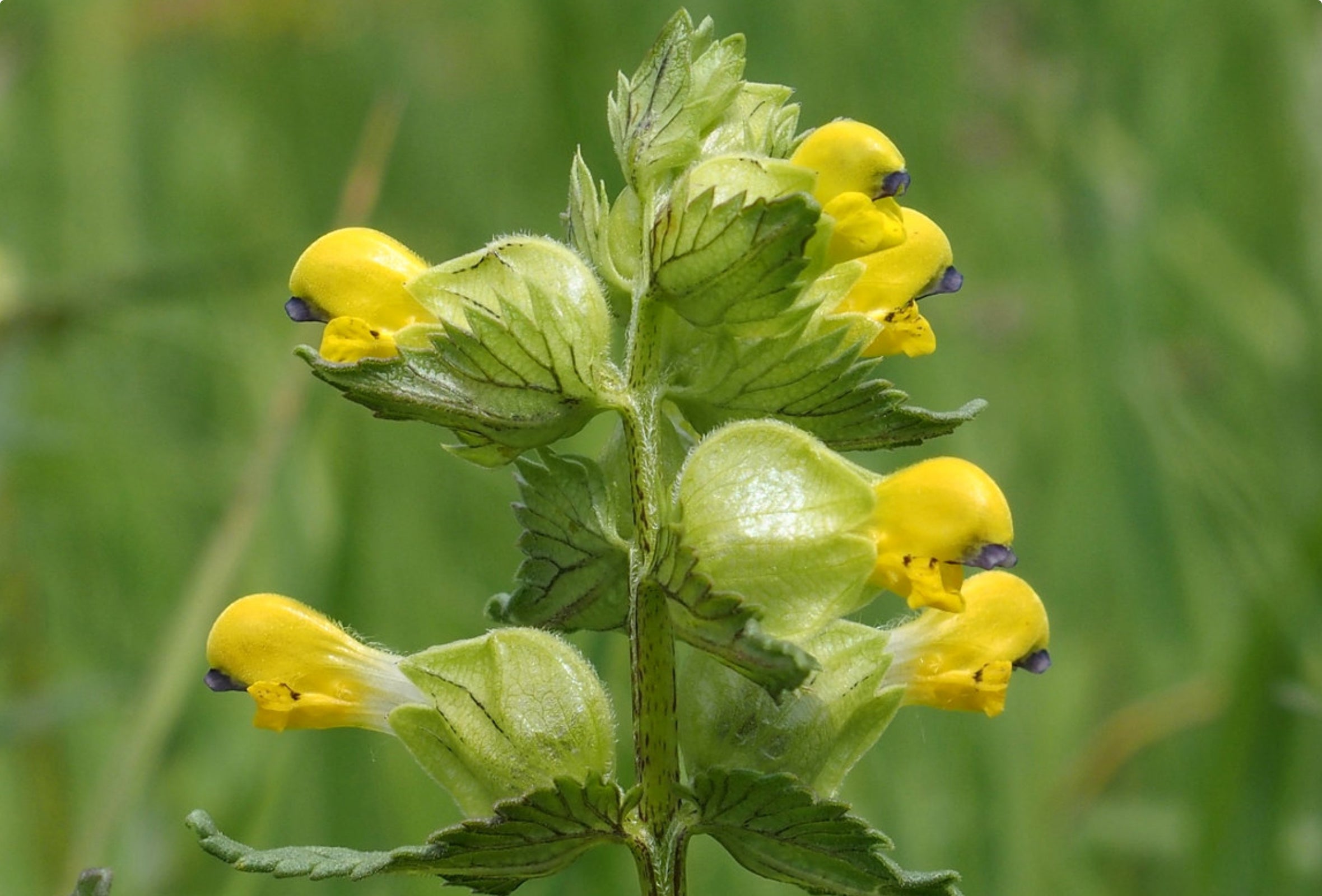 Liden skjaller - Rhinanthus minor – biblomst