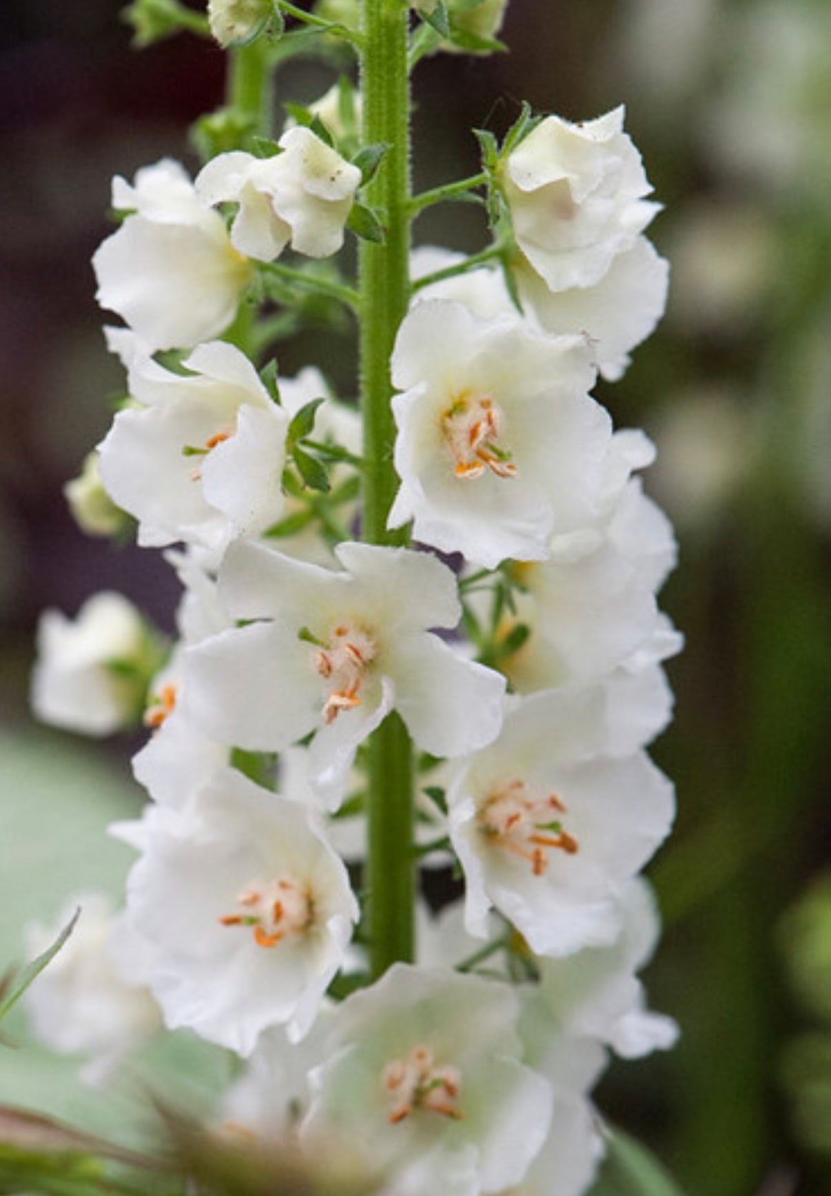 Kongelys mix-farver - verbascum phoeniceum – biblomst Kongelys mix-farver - verbascum phoeniceum – biblomst